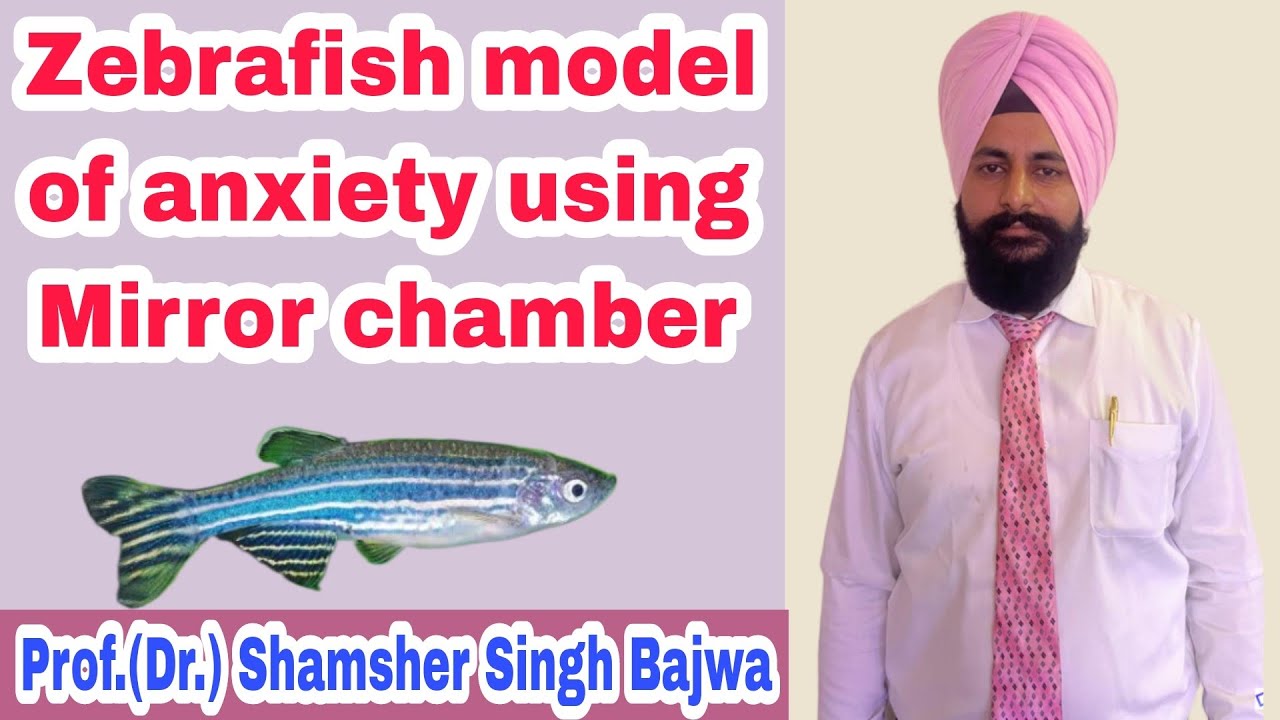 Zebrafish Model of Anxiety (Mirror Chamber Apparatus) - YouTube