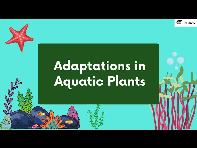 Underwater Plants Adaptation
