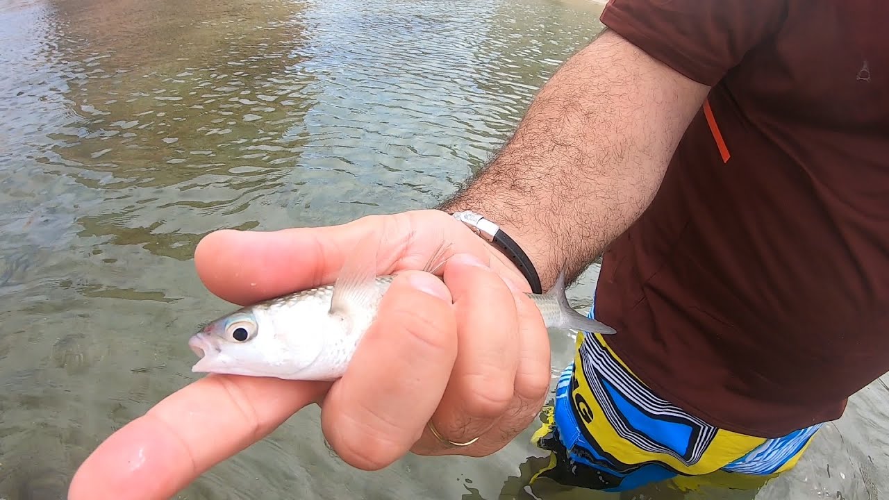 Pesca del Mujol - YouTube