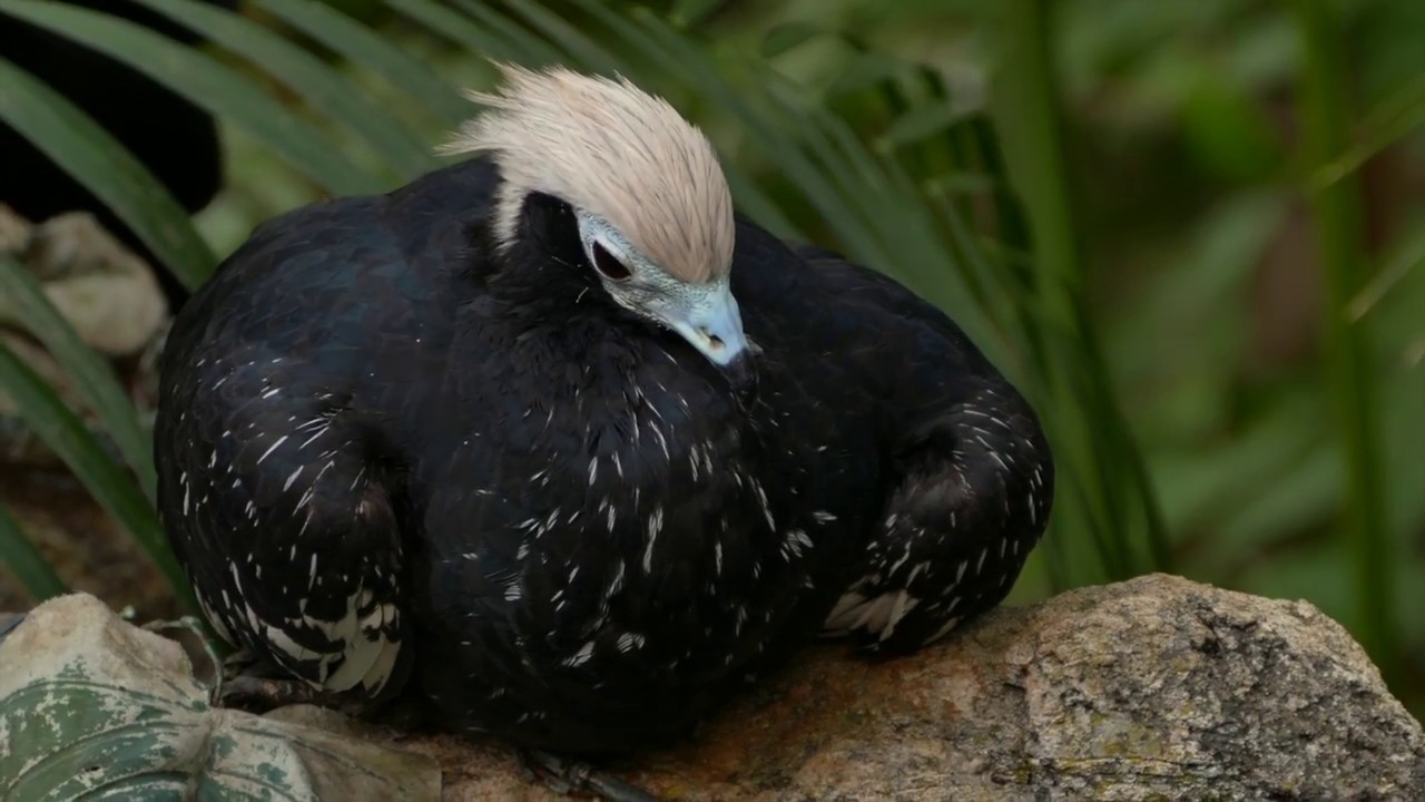 Blue-throated Piping-Guan - YouTube