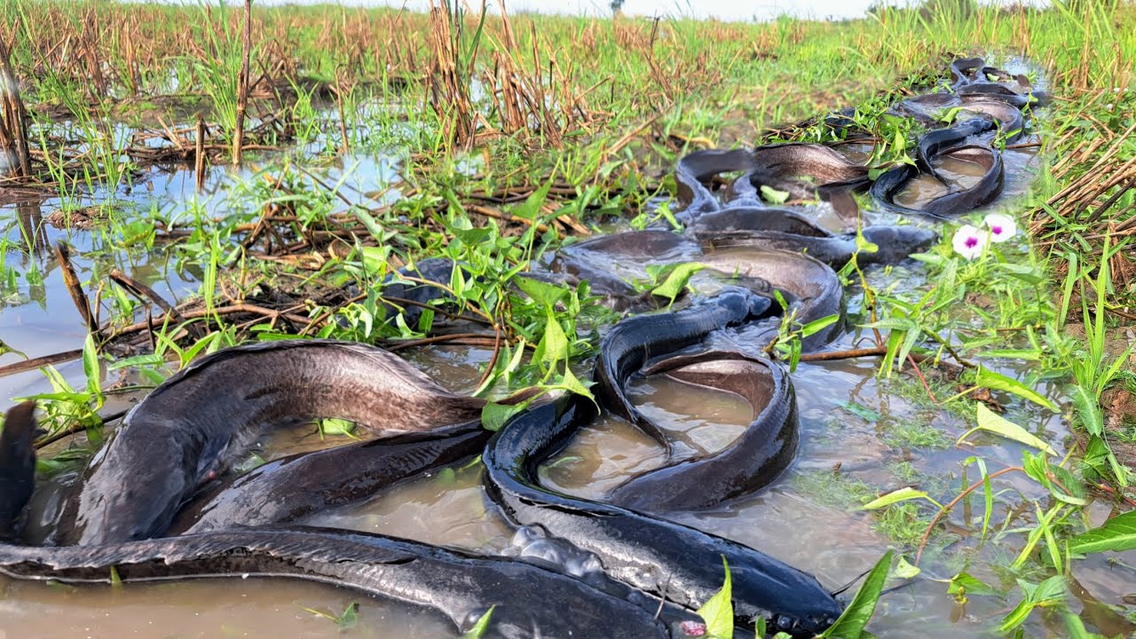 amazing fishing! Catching strange fish in a shallow pond, where the ...