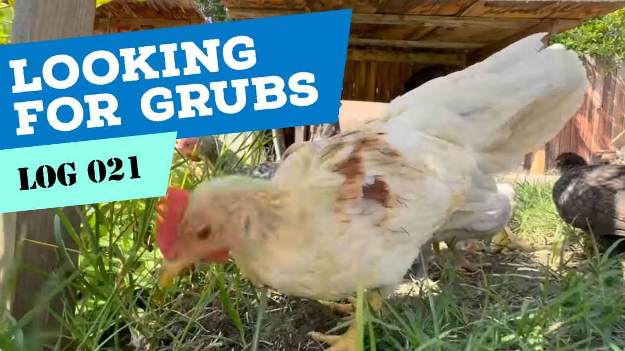 The Mini Chicken Tube Log 021 - Looking for Grubs - YouTube