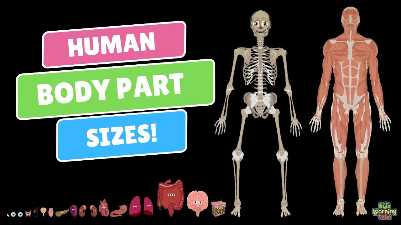 Human Body and Human Body Size Comparison | KLT Anatomy - YouTube
