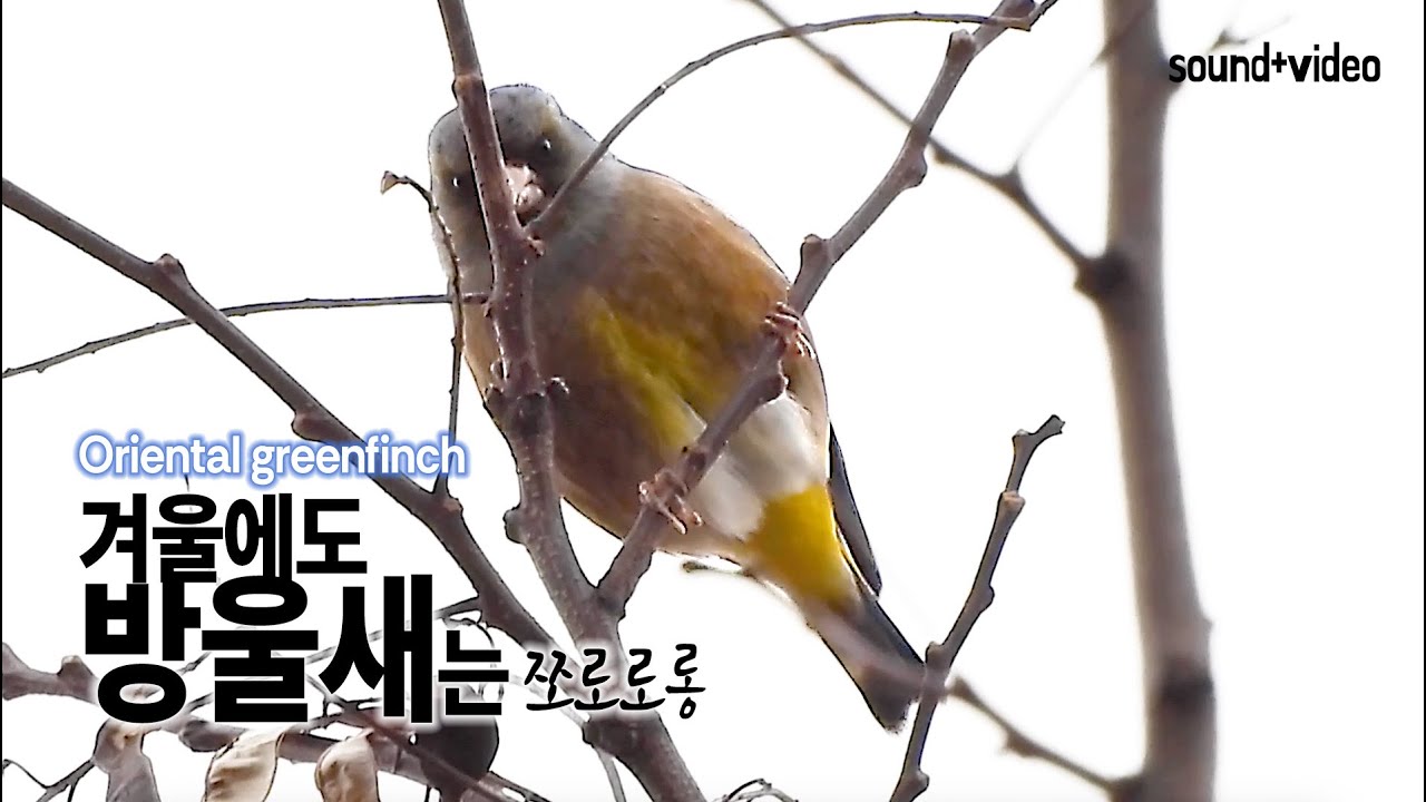 쪼로로롱 방울새 소리 Oriental greenfinch (sound+video) - YouTube