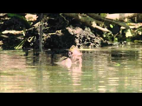 Yüzen Maymun İlginç... (BBC Planet Earth)