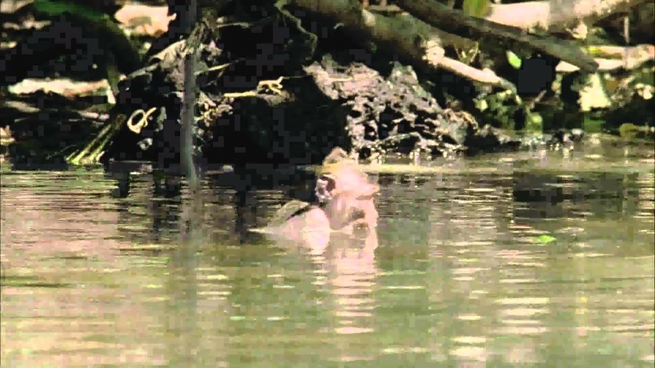 Yüzen Maymun İlginç... (BBC Planet Earth) - YouTube