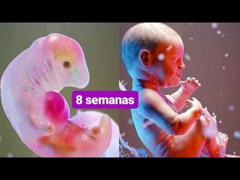 Gestação semana a semana : 8 semanas de gravidez - YouTube