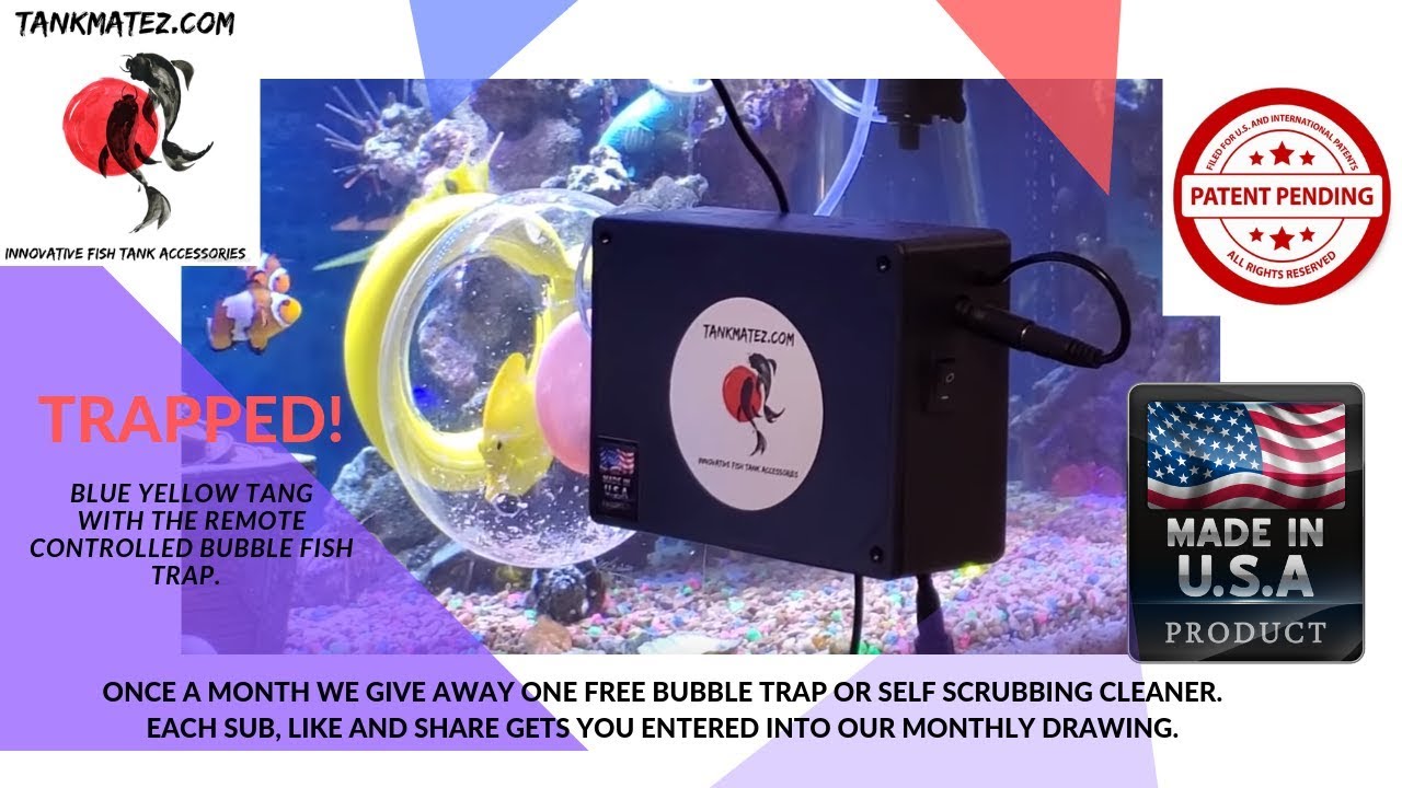 Tankmatez.com Bubble Fish Trap Catching A Tang. - YouTube