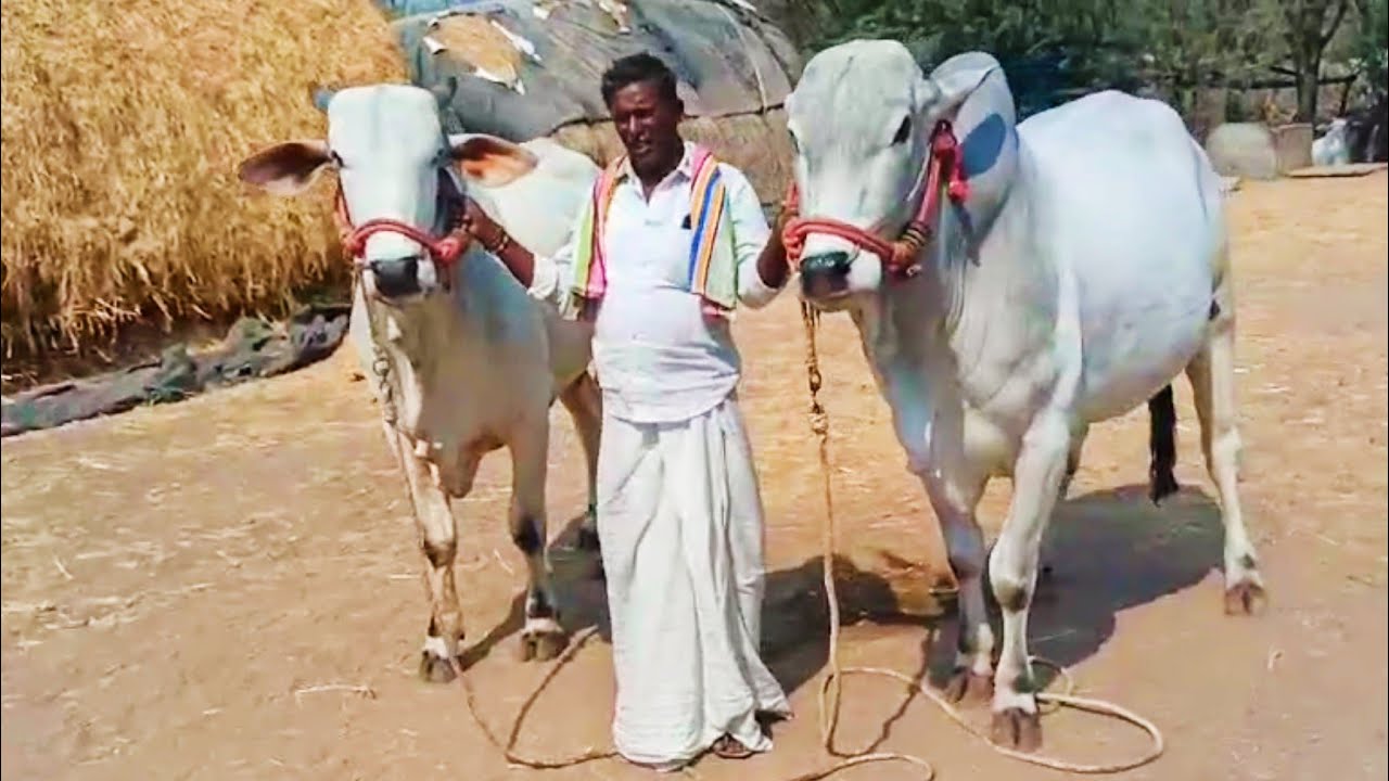 నాలుగు పళ్ళ కోడె ఆరుపల్ల కోడె అమ్మకానికి వచ్చాయి 7995461597 - YouTube