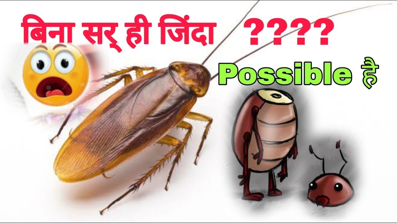 Cockroach | Live without head | Fact about Cockroach #Cockroach # ...