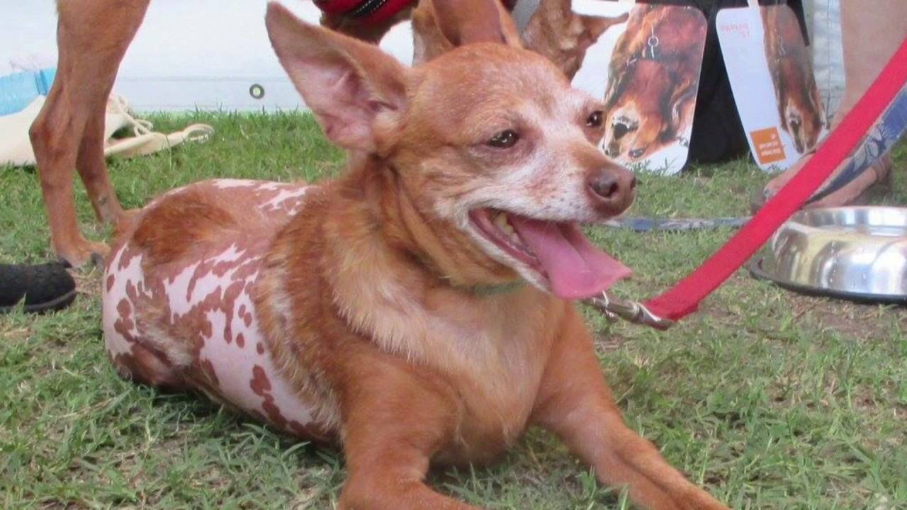 Strut to save animals! - YouTube