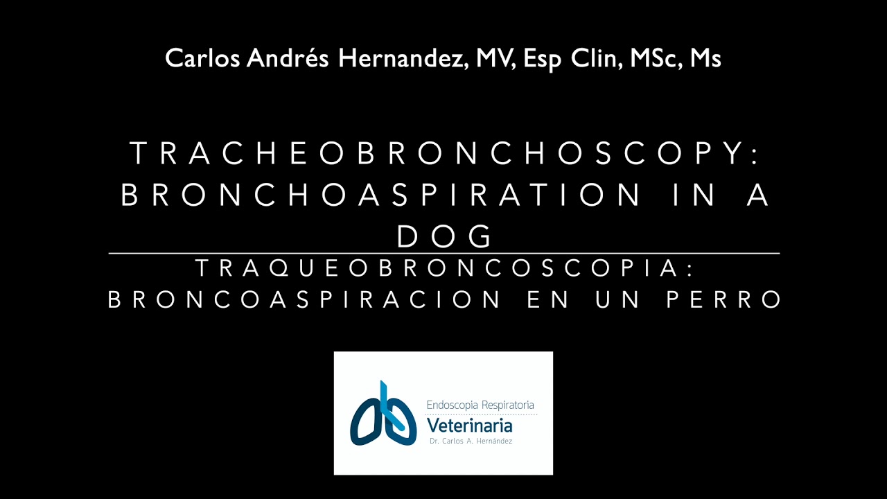 Bronchoscopy: Bronchoaspiration in a dog - YouTube