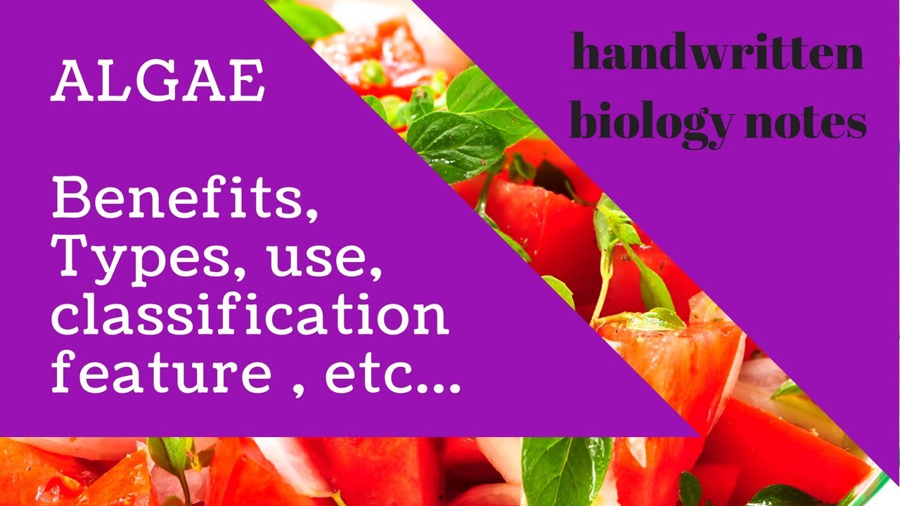 algae || handwritten notes || biology - YouTube