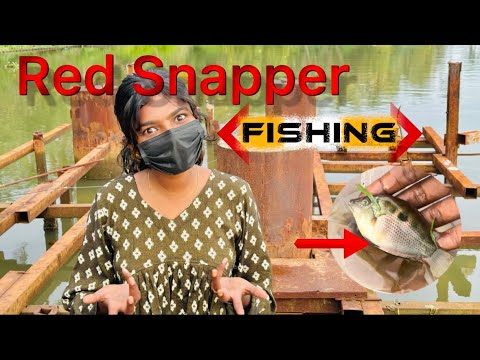 ഇവിടെന്ന് ഹമൂർ കിട്ടിയിട്ടുണ്ട് 😁🎣 | Red Snapper Fishing | Kerala ...
