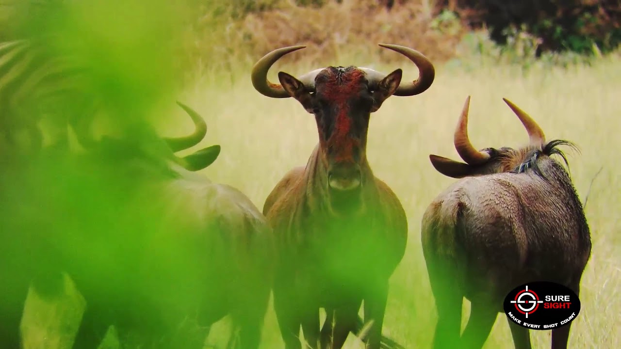 ( www.suresight.co )Sure Sight in action # Automatic Bow Sight - YouTube