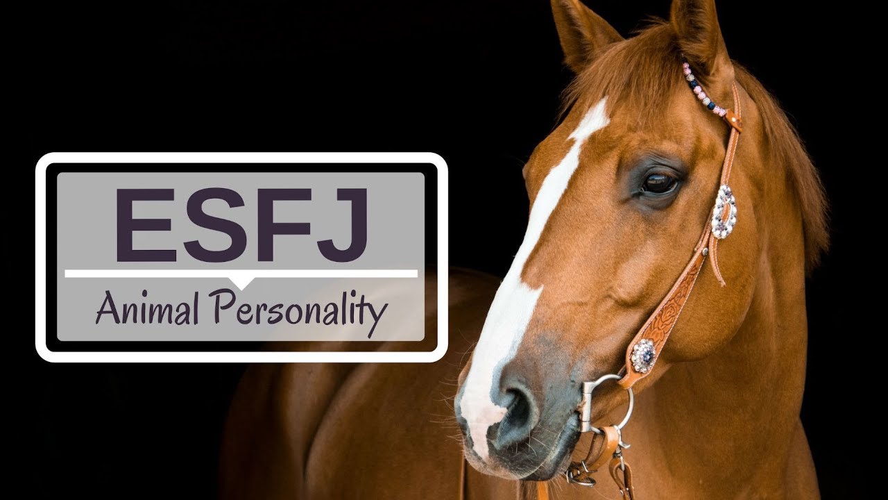ESFJ Animal Personality - Myers Briggs Personality Type - YouTube