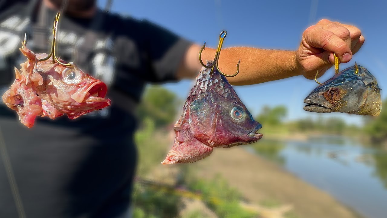What Bait do Alligator Gar like Best? - YouTube