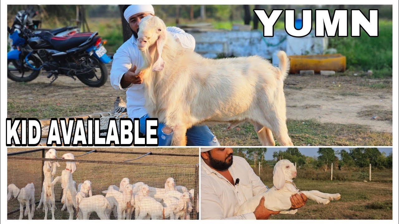 SAYYED GOAT FARM | BHATASAN - DIST- MEHSANA | GUJRAT | HYDPAT KID - YouTube