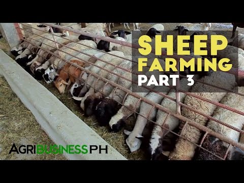 Zero grazing sheep farming management | Sheep farming part 3 #Agriculture
