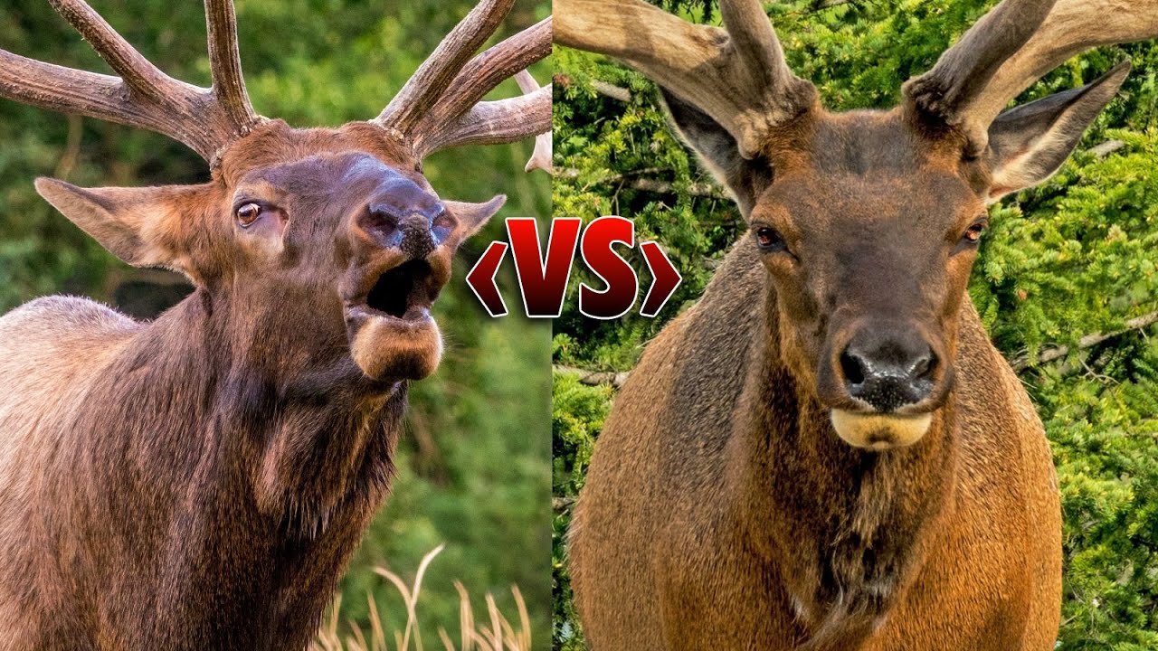 Two Elk Bull Giants Fight - YouTube