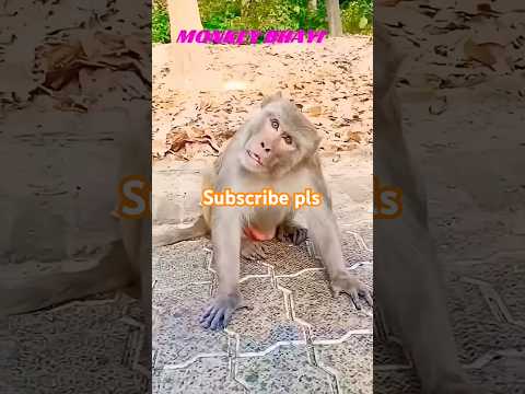 230k views  banana wala vs monkey AA funny video #shortsfeed