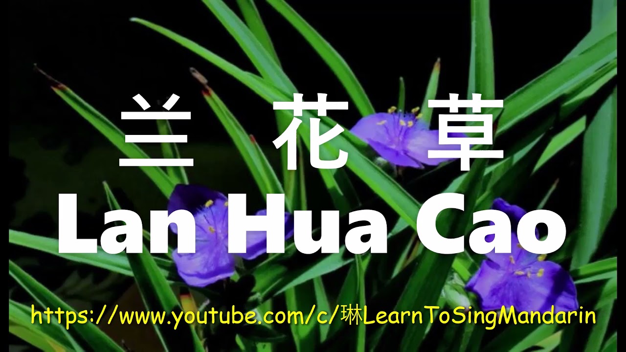 Lan Hua Cao 兰花草 Cover by 琳 - YouTube