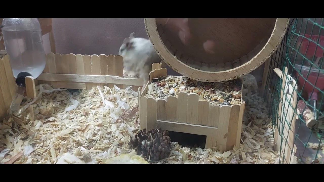 Hamster After Giving Birth - YouTube