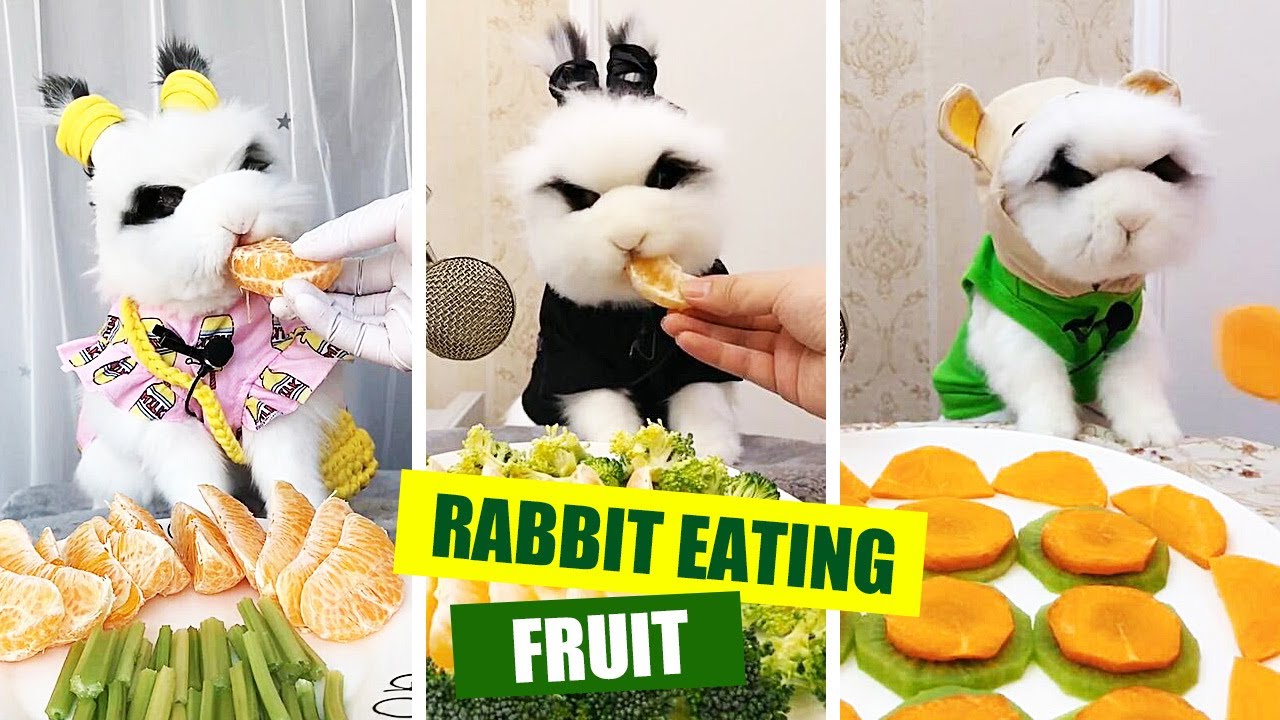 RABBIT EATING BLUEBERRY | EATING MANGO ASMR - YouTube