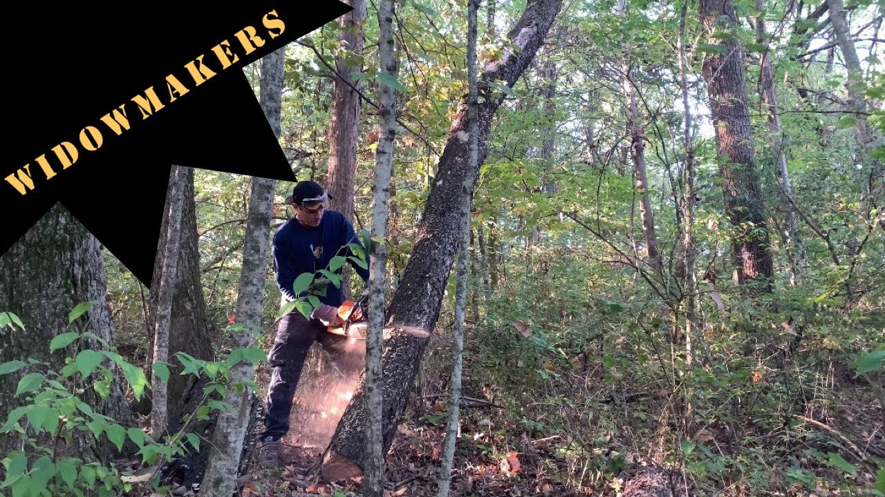Stihl 025 Cutting Cherry and Elm Widowmakers For Firewood - YouTube