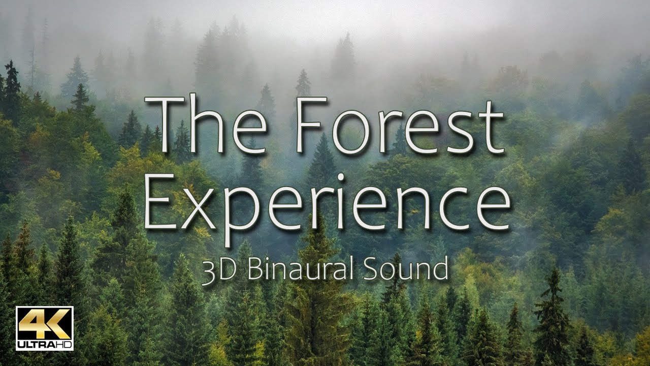 The Forest Experience 4k EPIC 3D SOUND TEST | BINAURAL MICROPHONE - YouTube