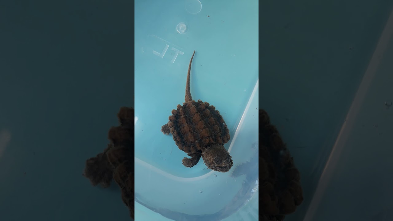 AST 19.10.2021 tròn 1 tháng chăm sóc! - YouTube