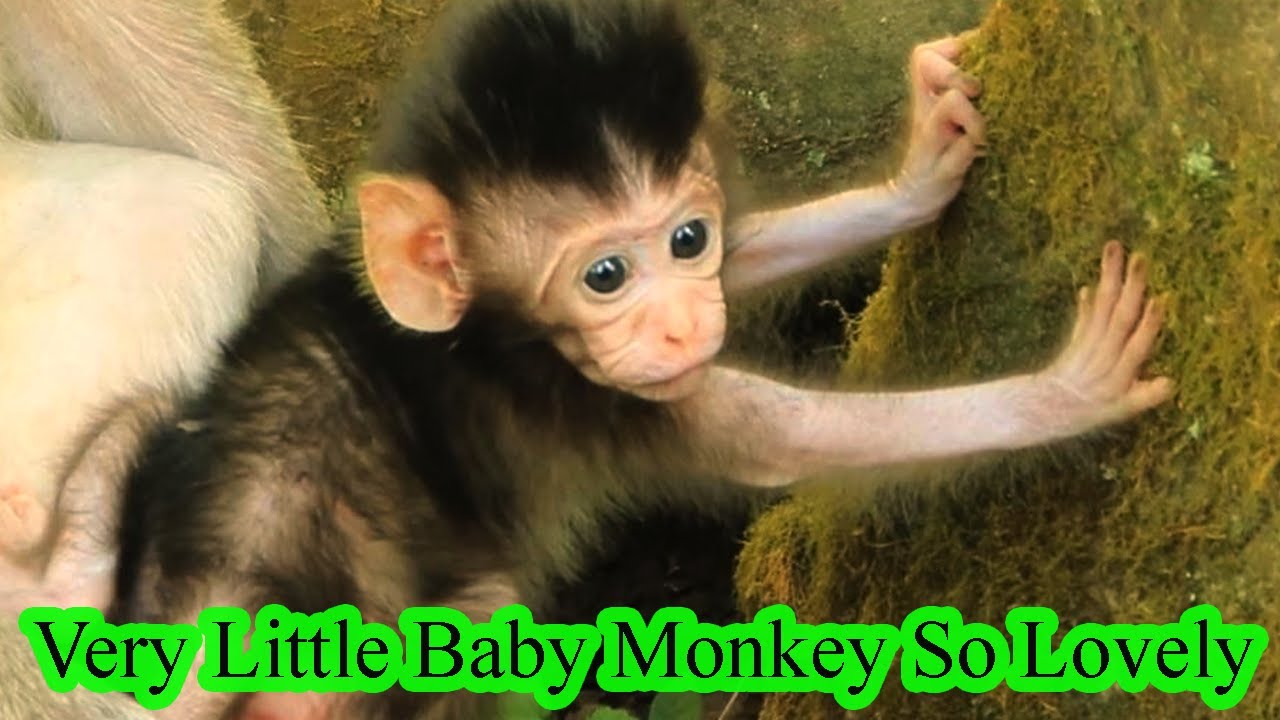 Baby Monkey Pebbles Really Adorable |Baby Monkey Video - YouTube