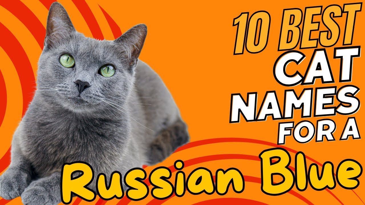 10 Best Cat Names for a Russian Blue 🐱 - YouTube