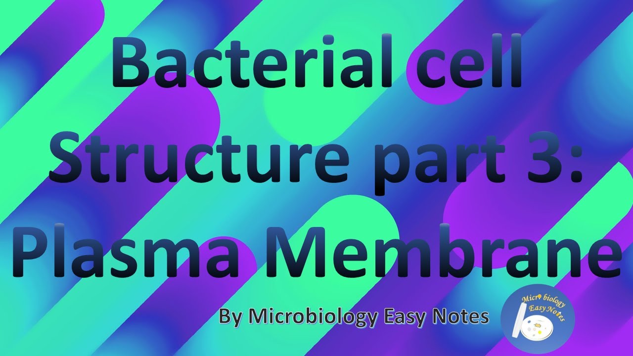 Bacterial cell structure part3: plasma membrane - YouTube