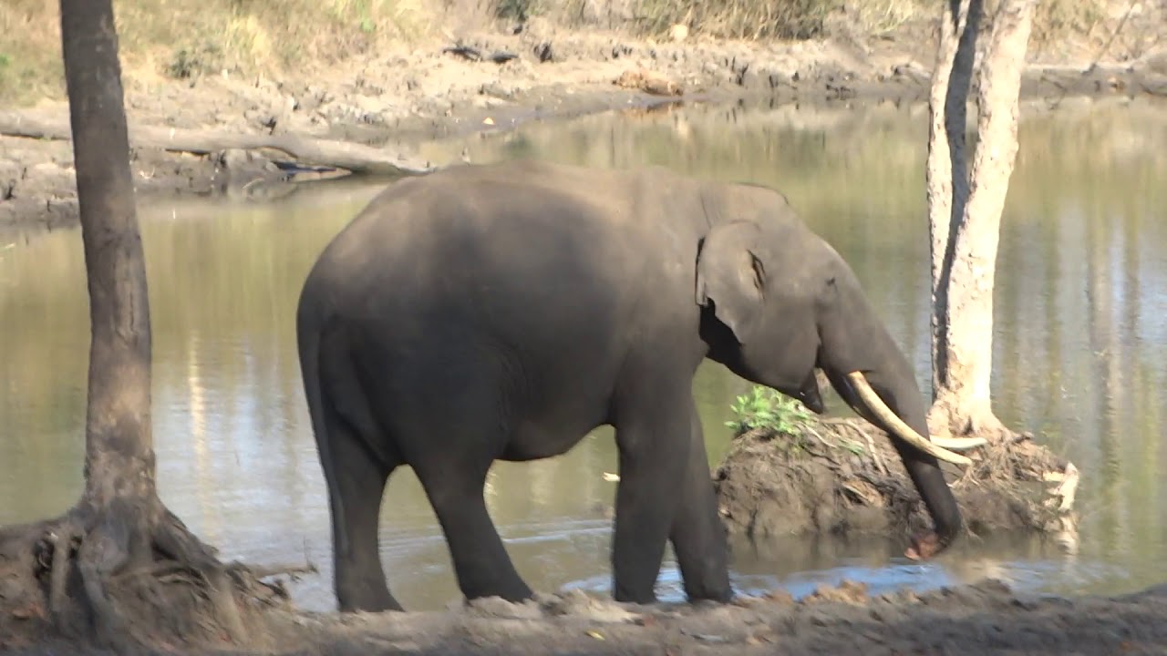 Majestically Large Indian Elephant at Kabini - YouTube