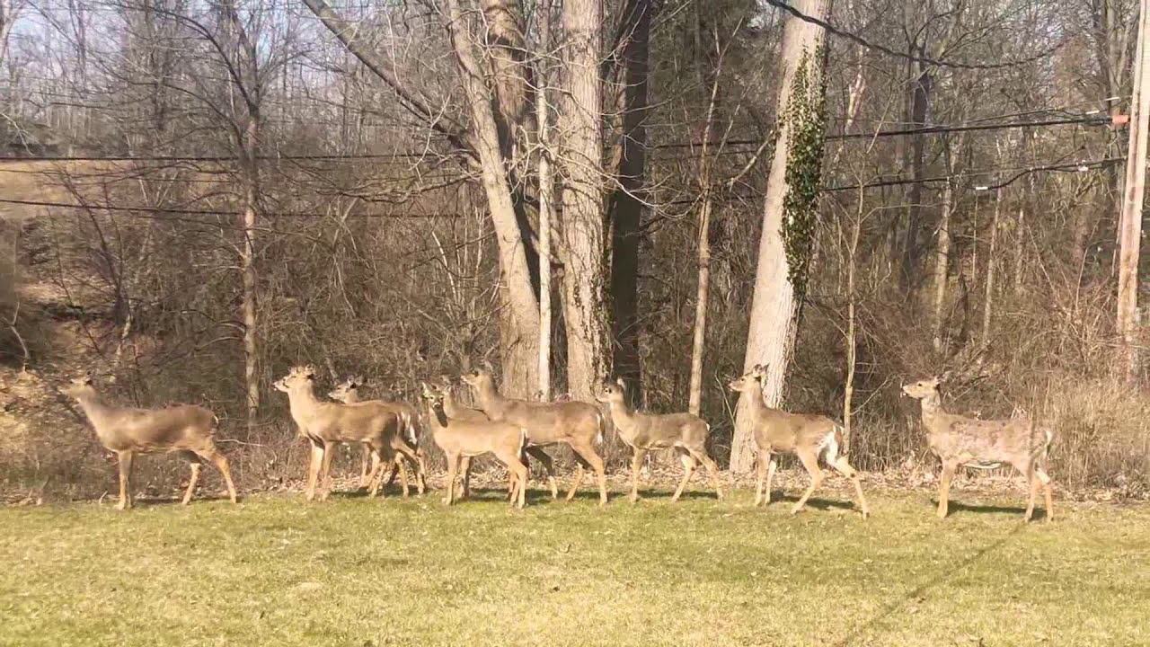 Ten Deer - YouTube