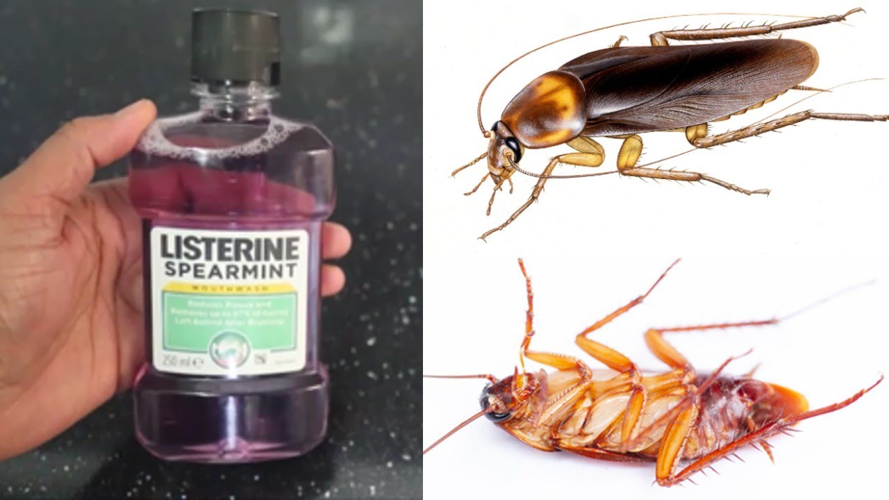 JUST ONE MINUTE || How To Get Rid of Cockroach Permanently In a Natural ...