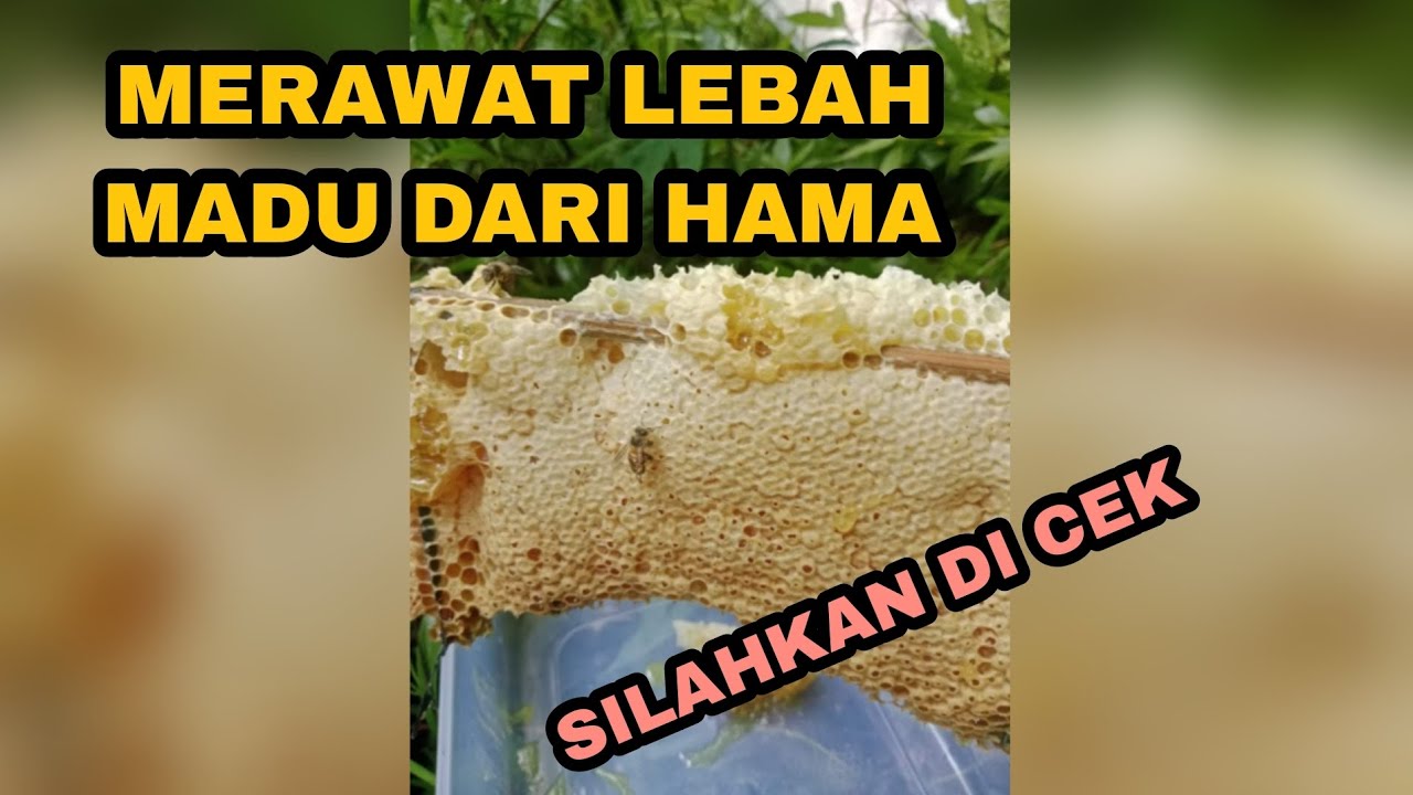 MERAWAT LEBAH MADU DARI HAMA - YouTube