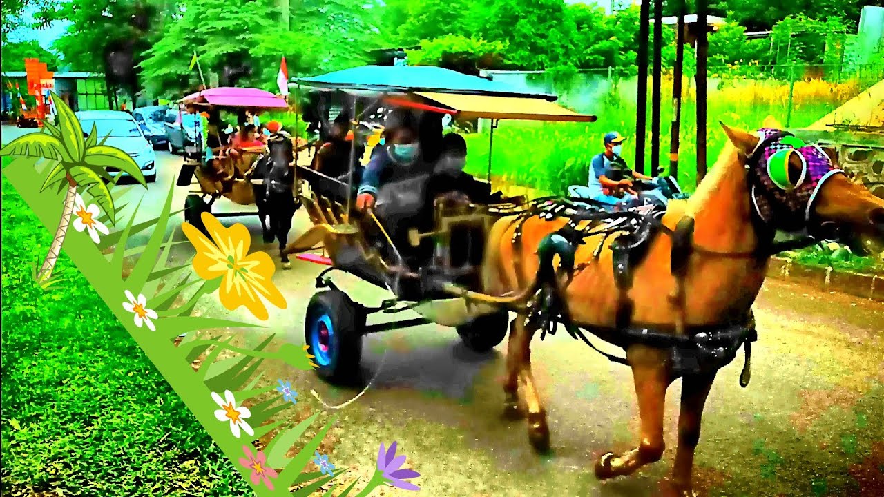 kuda delman | kusir kuda yang handal - YouTube