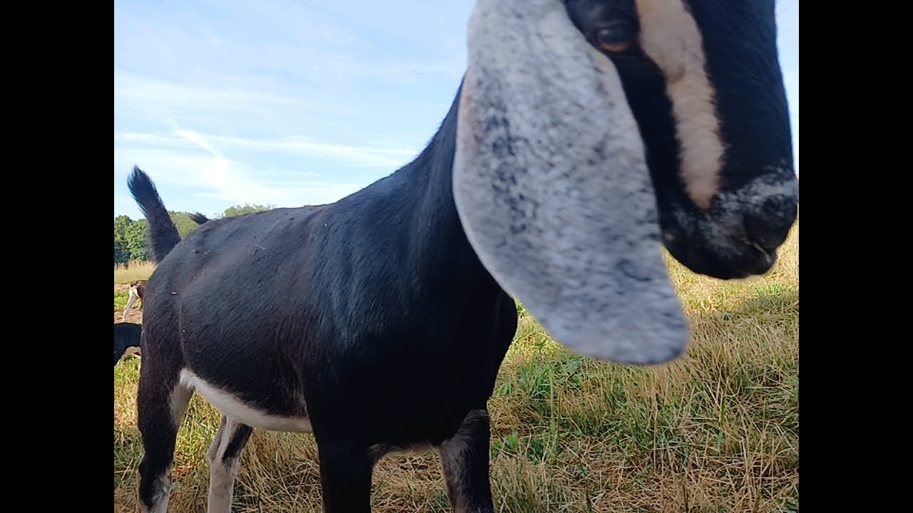 The Nosey Goat - YouTube
