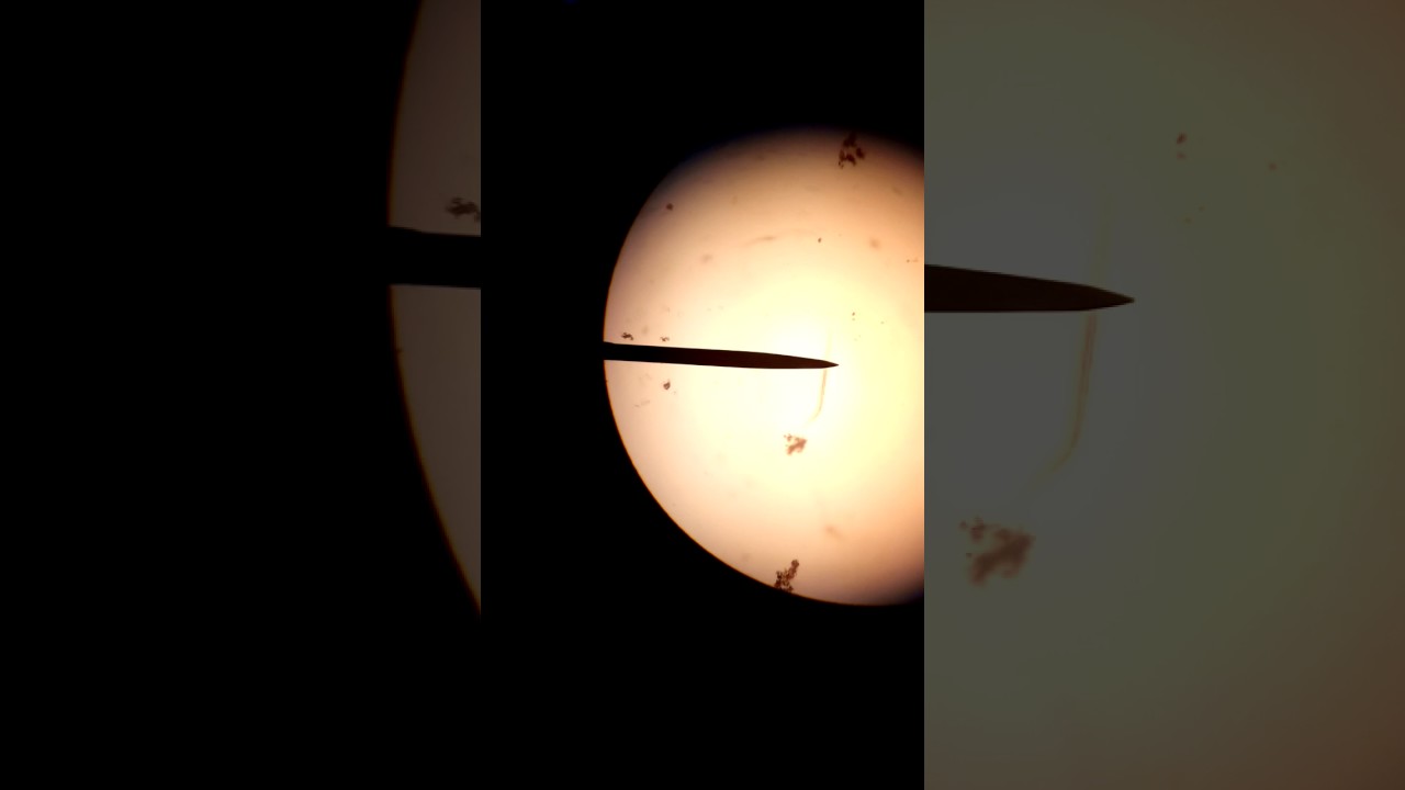 Nematode Locomotion - YouTube