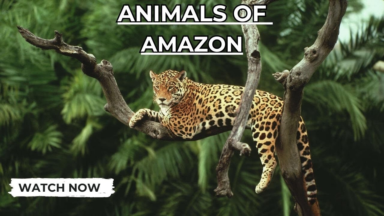 Amazon Wildlife - The Jaguar Hunt in the forest Amazon - YouTube