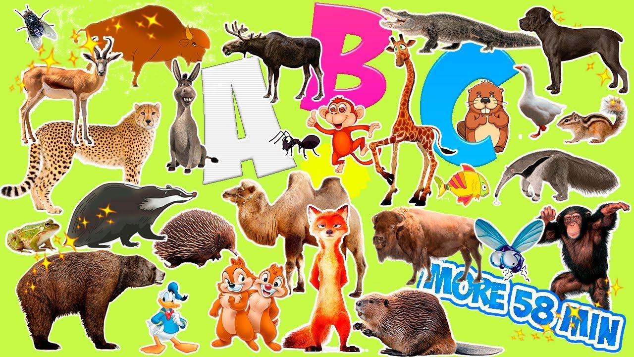 Learn Alphabet with Cartoon & Real Animals for children | ABC Alphabet ...
