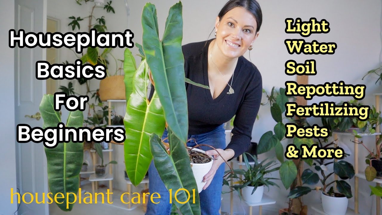 Houseplant Care 101: Plant Care For Beginners | How To Water, Lighting ...