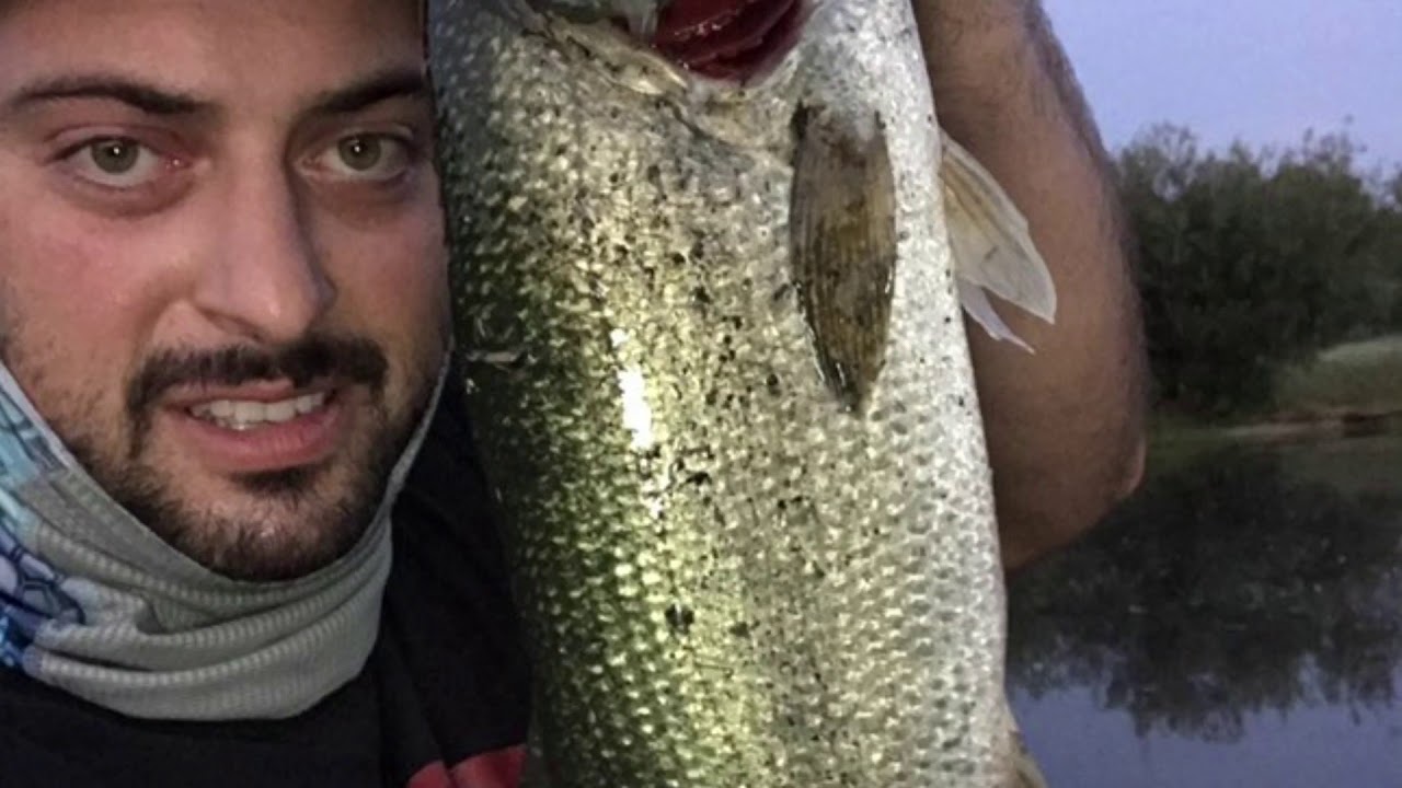Largemouth Bass Pond Fishing September 2017 using top water and ...