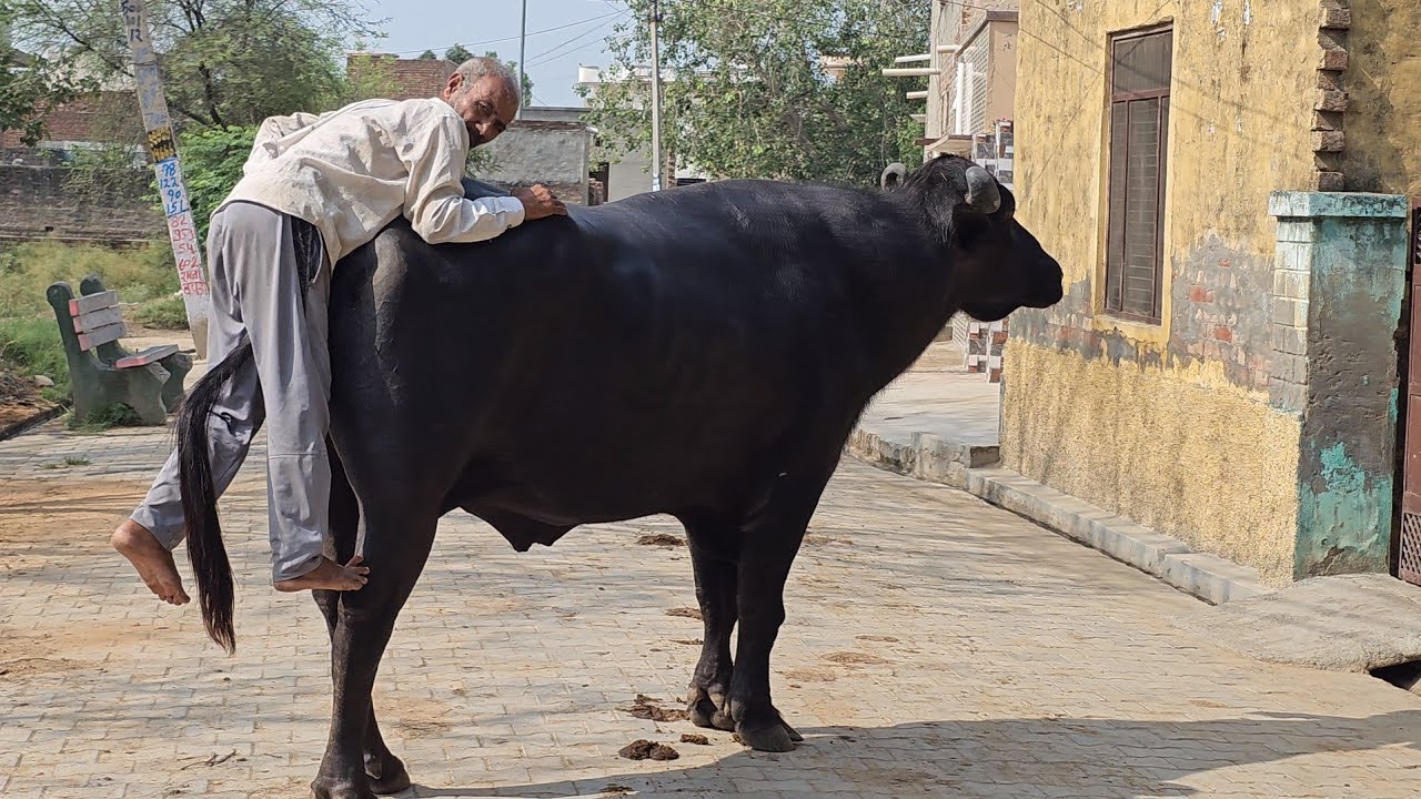 🌟EXCELLENT##PANCHAYATI MURRAH##BULL👍OLD CULTURE OF HARYANA VILLAGE👍 ...