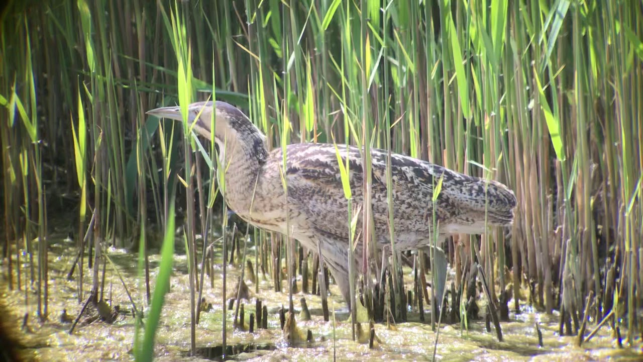 Bittern, Lakenheath Fen 22nd May 2019 - YouTube