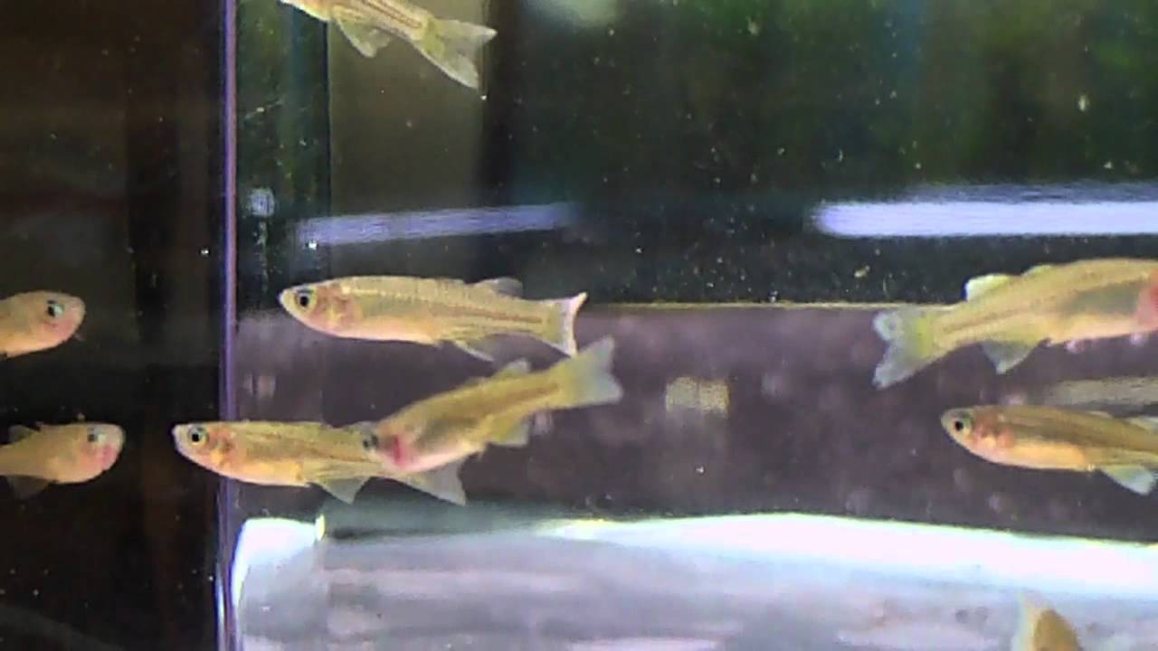 Pseudomugil tenellus - YouTube