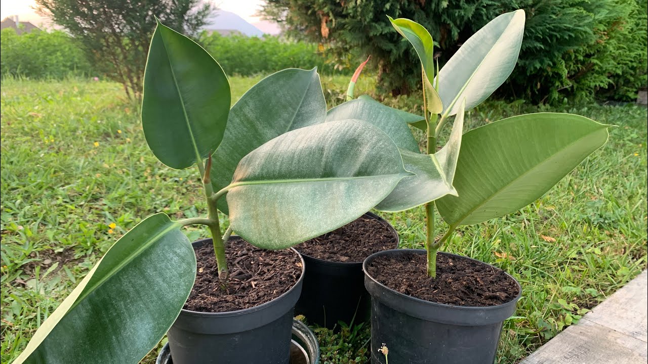 Cum se inmulteste ficusul - YouTube