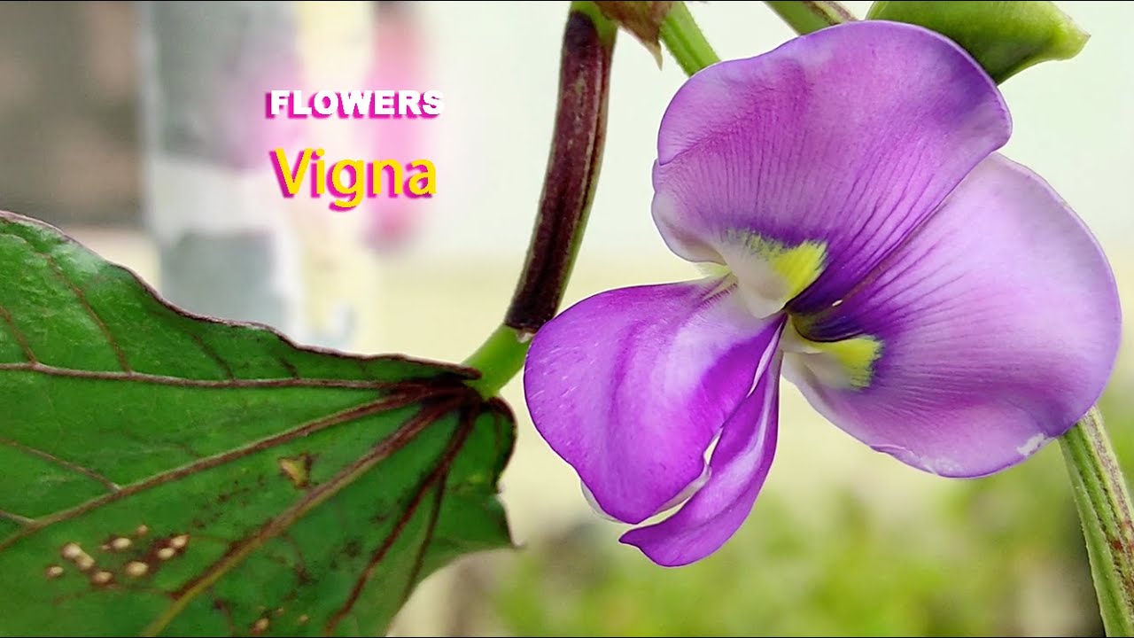 Flowers / 35 / Vigna / beautiful flowers - YouTube